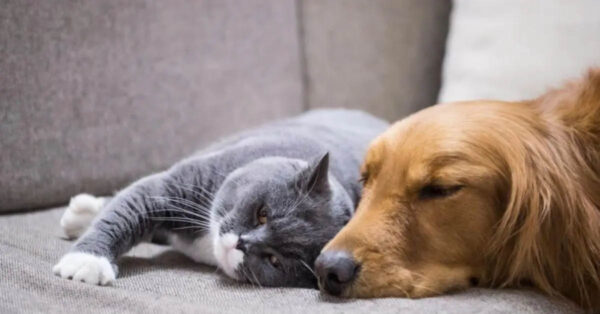 The Secret Reason Pets Make You Feel Good