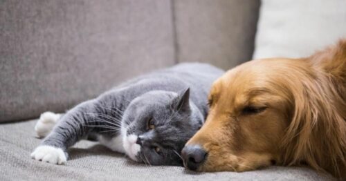 The Secret Reason Pets Make You Feel Good