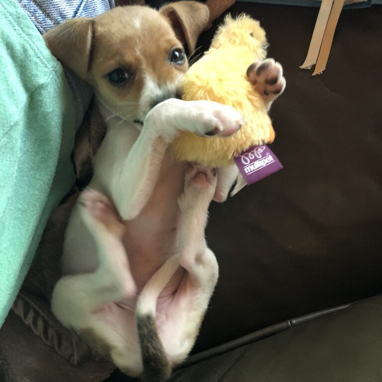 Everything to Know Before Bringing Home a New Puppy