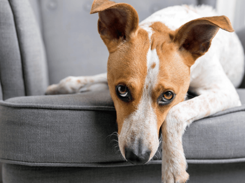 How to Recognize Common Pet Anxiety Triggers | Kristen Levine Pet Living