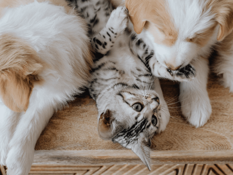 5 Ways to Say I Love You to Your Cat | Kristen Levine Pet Living
