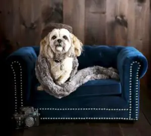 Irresistible Bougie Puppy Products for Spring