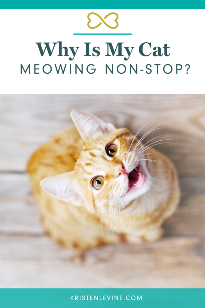 Why is My Cat Meowing Non-Stop?