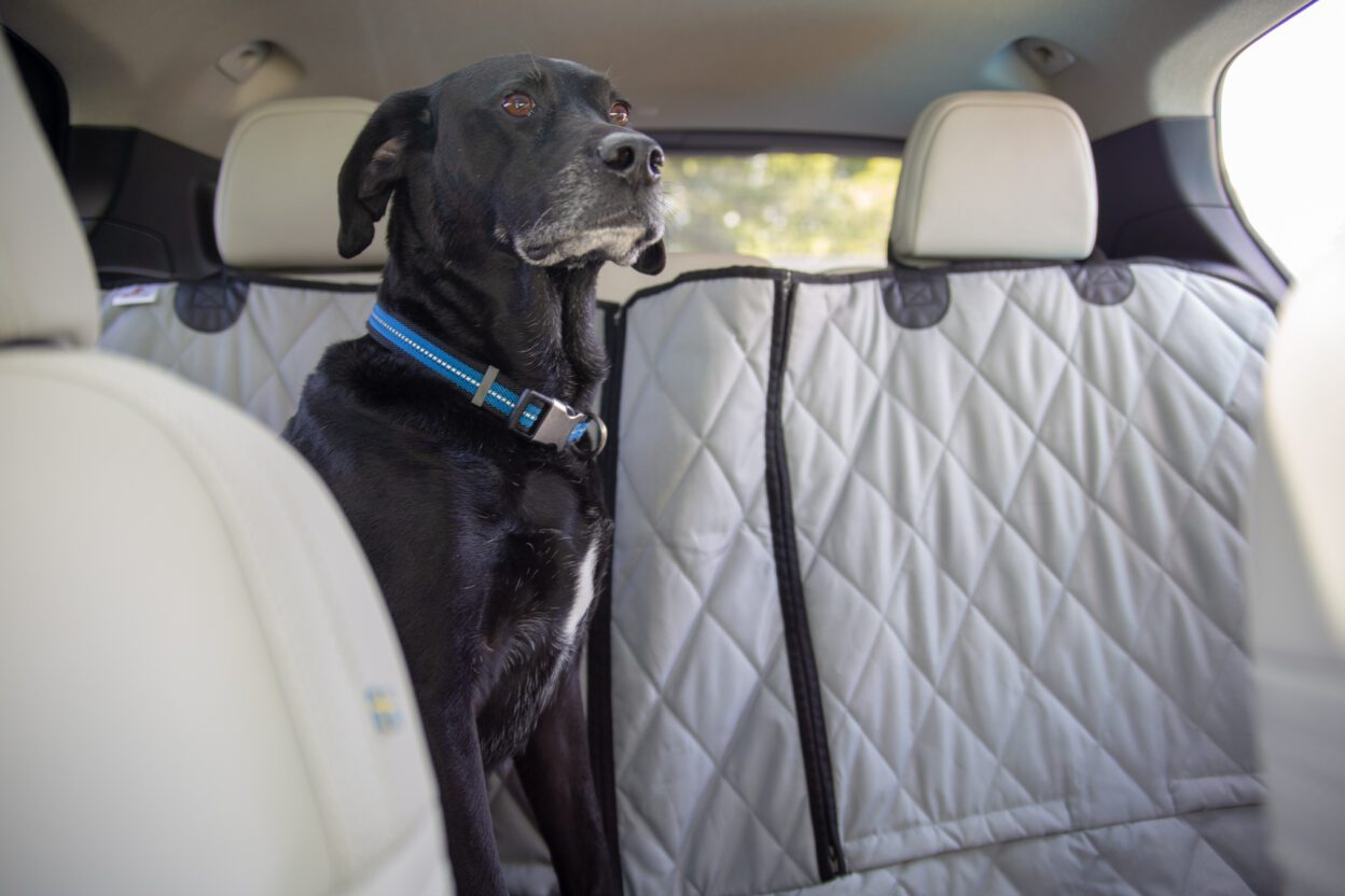 How to Help Dogs with Car Anxiety | Pet Living