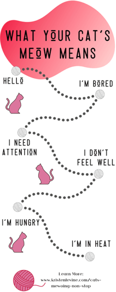 Why is My Cat Meowing Non-Stop?