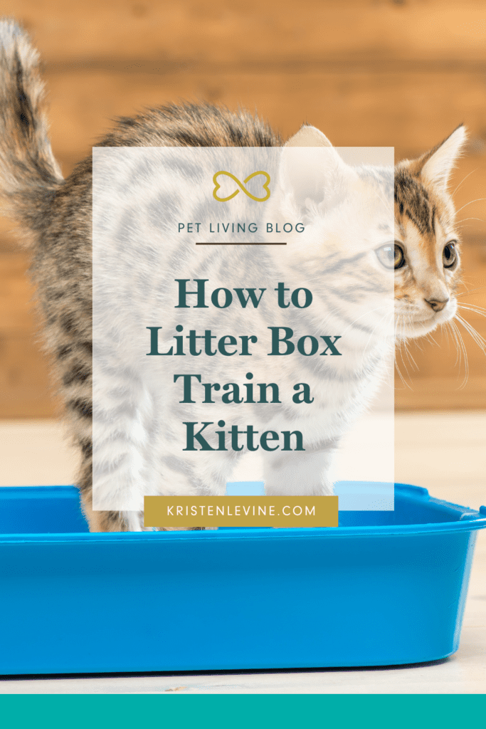 How to Litter Box Train a Kitten