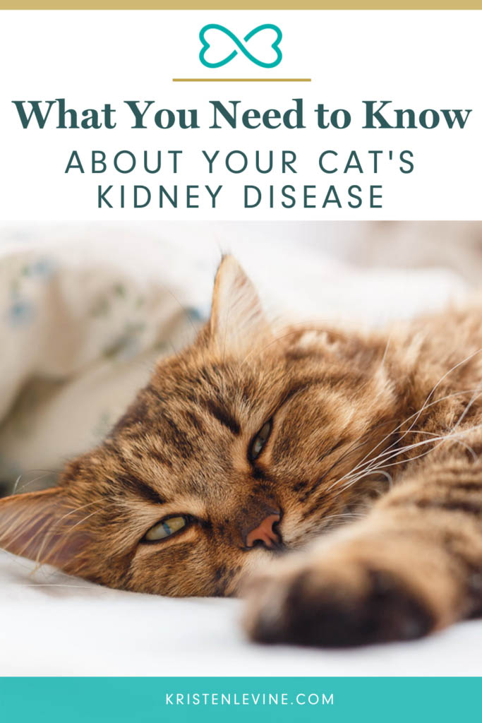 Cat Kidney Disease Symptoms and More | Pet Living