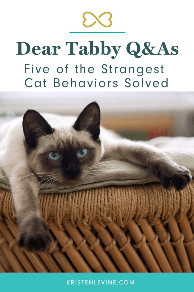 5 of the Strangest Cat Behaviors Solved