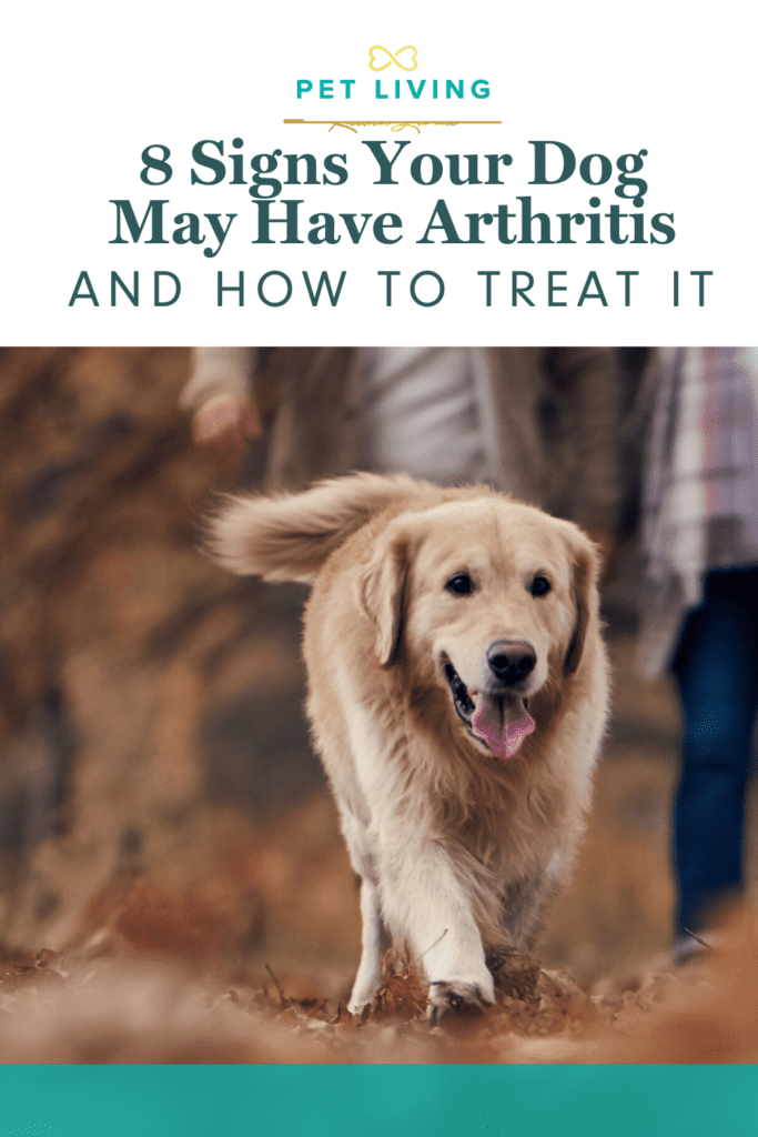 8 Signs Your Dog May Have Arthritis and How to Treat It