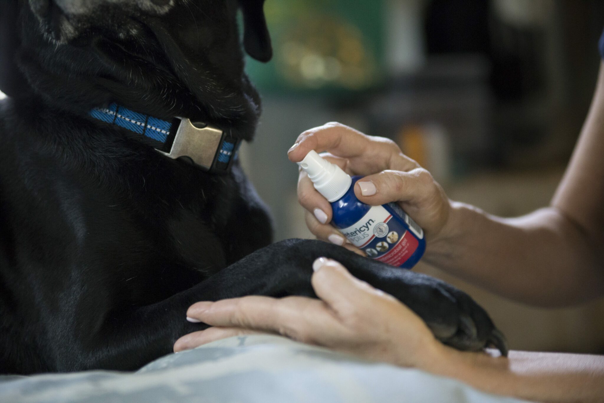 Everything You Need to Know about Dog Hot Spots | Pet Living