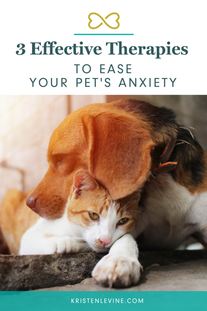 3 Effective Therapies to Ease Your Pet's Anxiety