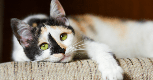 6 Signs Your Cat is Bored and How to Fix It