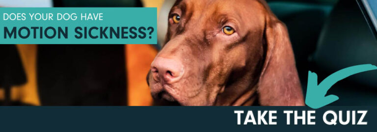 How to Help a Dog Who Has Motion Sickness