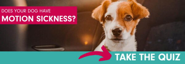 How to Help a Dog Who Has Motion Sickness