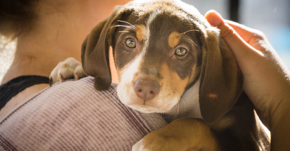 It's National Black Dog Day!