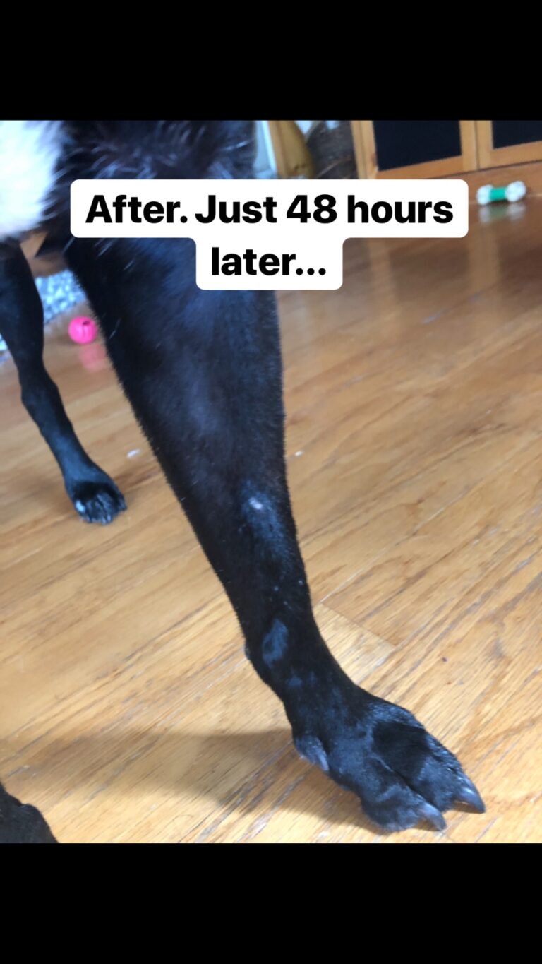 The Best At-Home Treatments for Dog Bug Bites