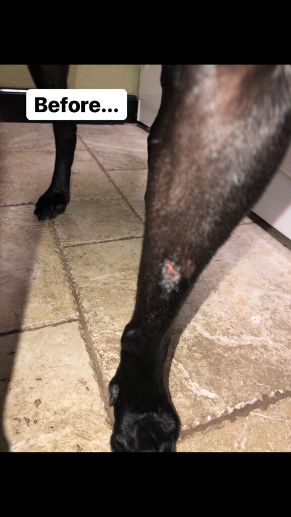 The Best At-Home Treatments for Dog Bug Bites