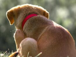 The Best At-Home Treatments for Dog Bug Bites