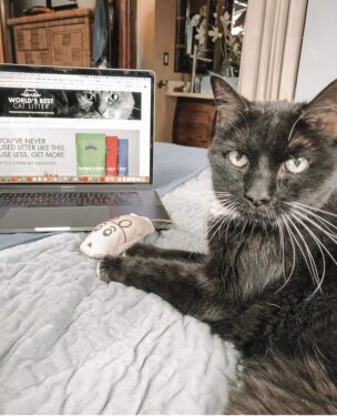 Cat Not Using the Litter Box? Here’s Why and How to Fix It Now