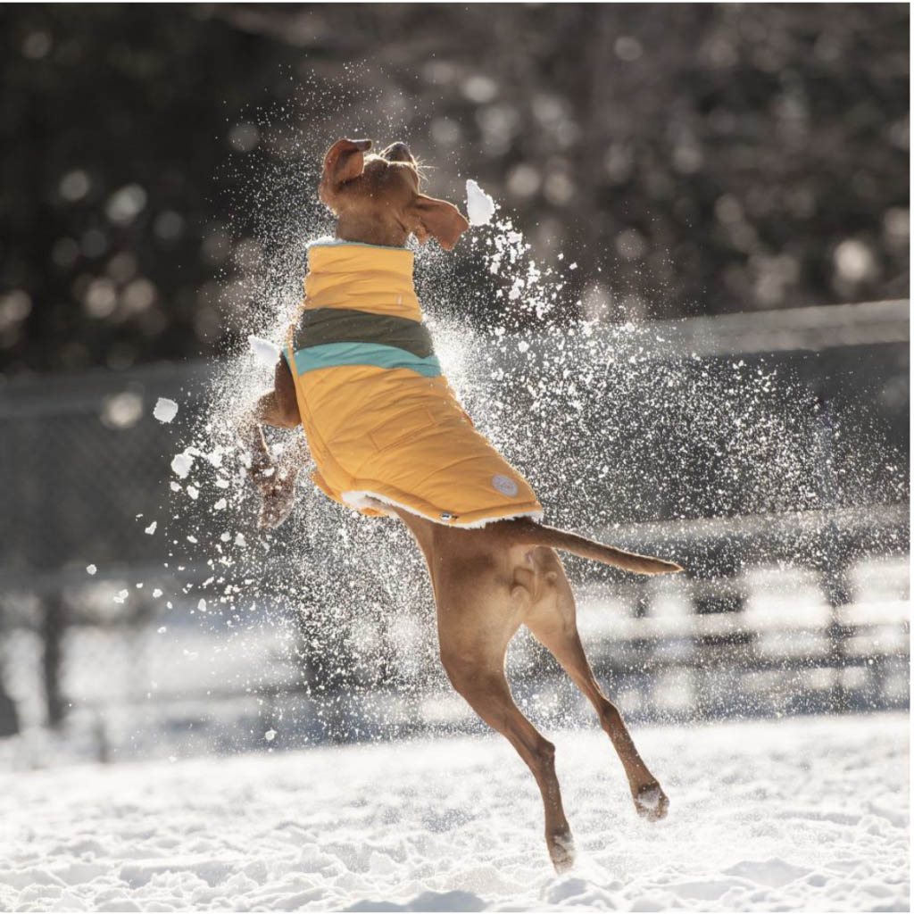 5 Adorable Winter Dog Jackets You Must Buy Right Now