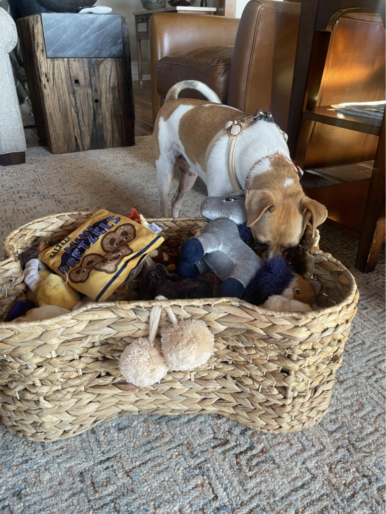 Store and Organize Your Pet Supplies | Pet Living