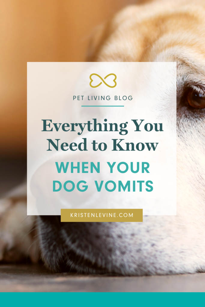 Everything You Need to Know about Dog Vomiting | Pet Living