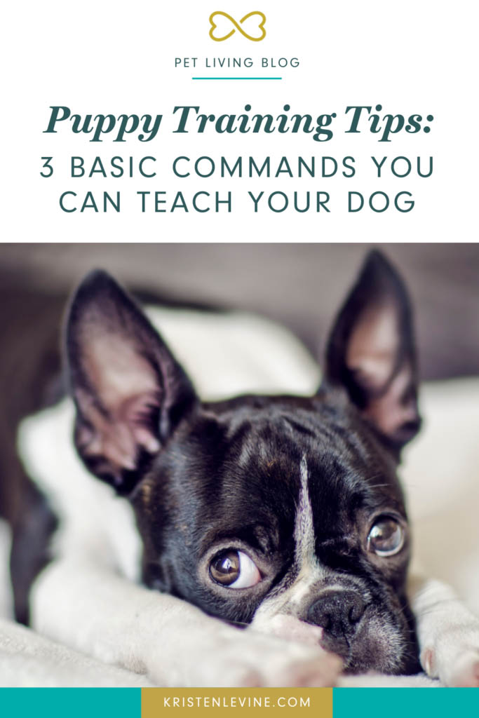 Puppy Training Tips: 3 Basic Commands You Can Teach Your Dog