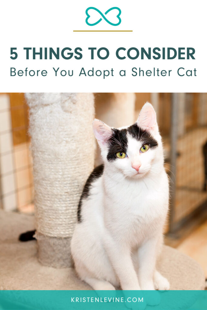 5 Things to Consider Before You Decide to Adopt a Shelter Cat