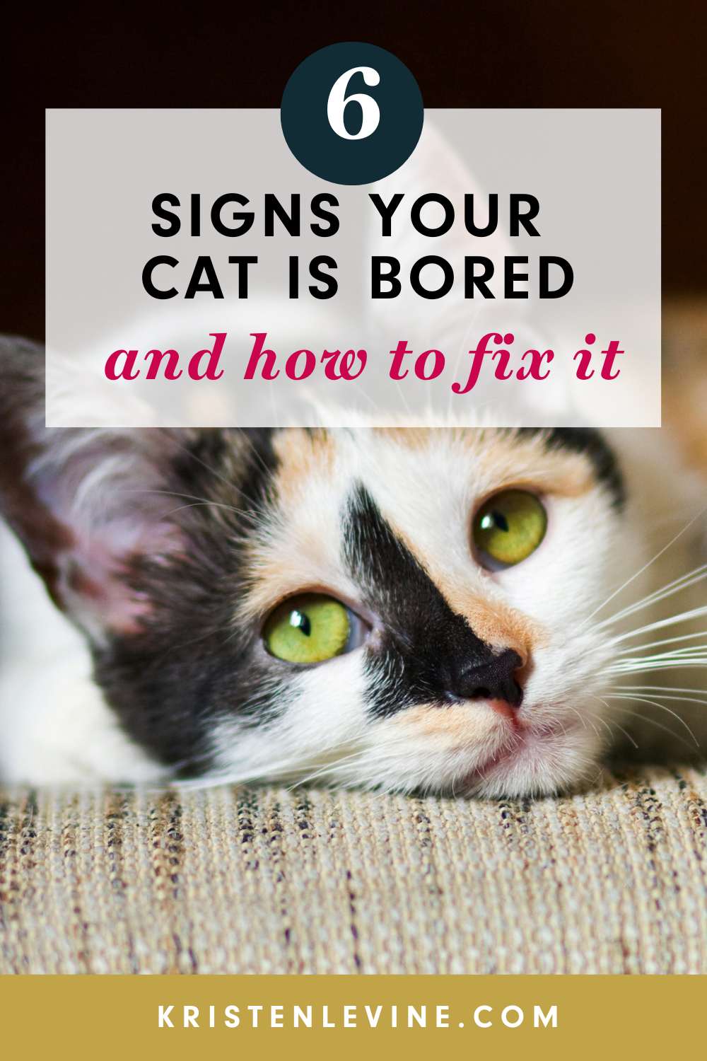 Is My Cat Bored? | Pet Living