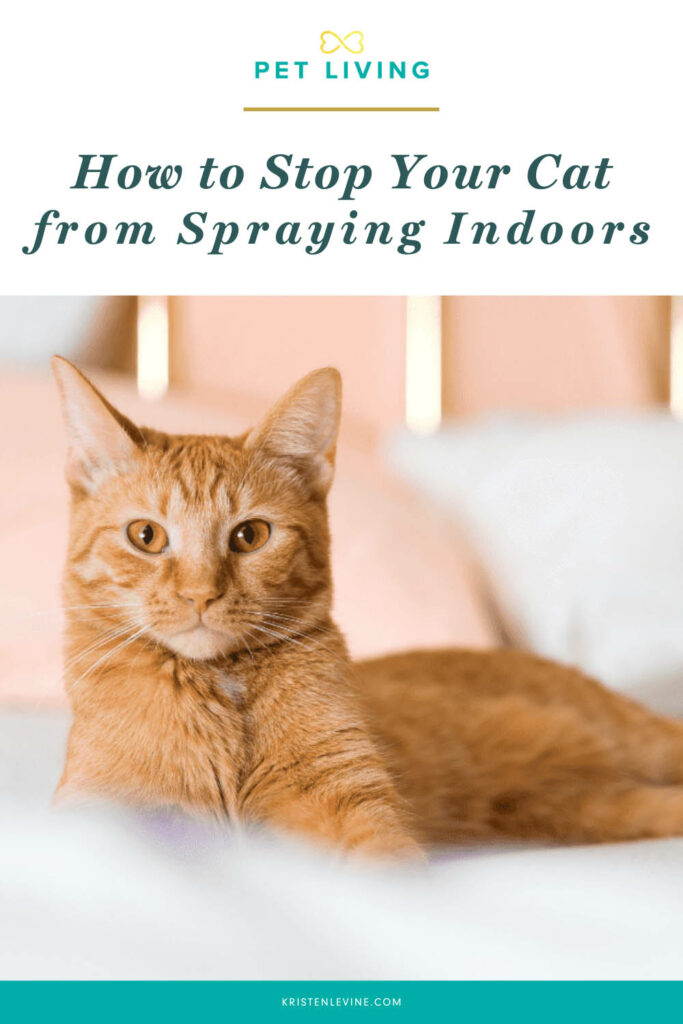 How to Stop Your Cat from Spraying Indoors