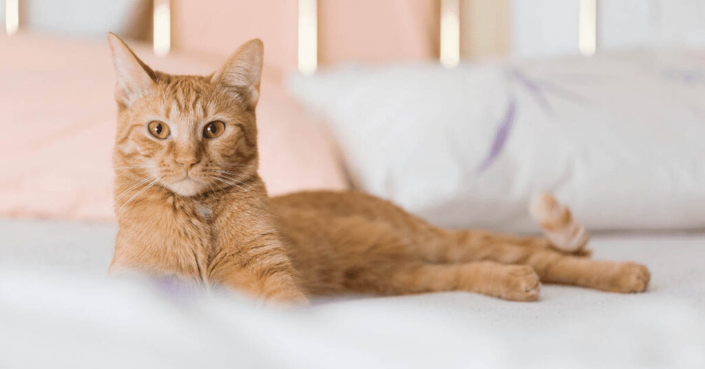 15 Ways to Tell Your Cat You Love Them in Cat Language