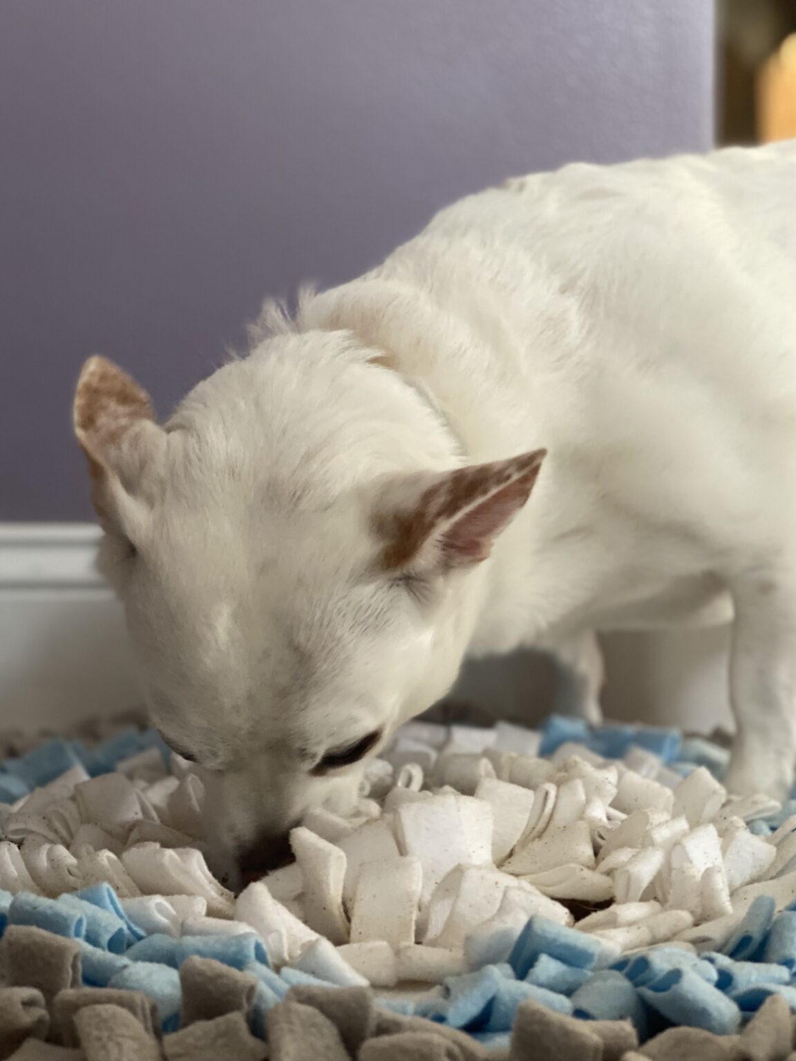 The Best Snuffle Mats for Dogs as Rated by Dog Moms