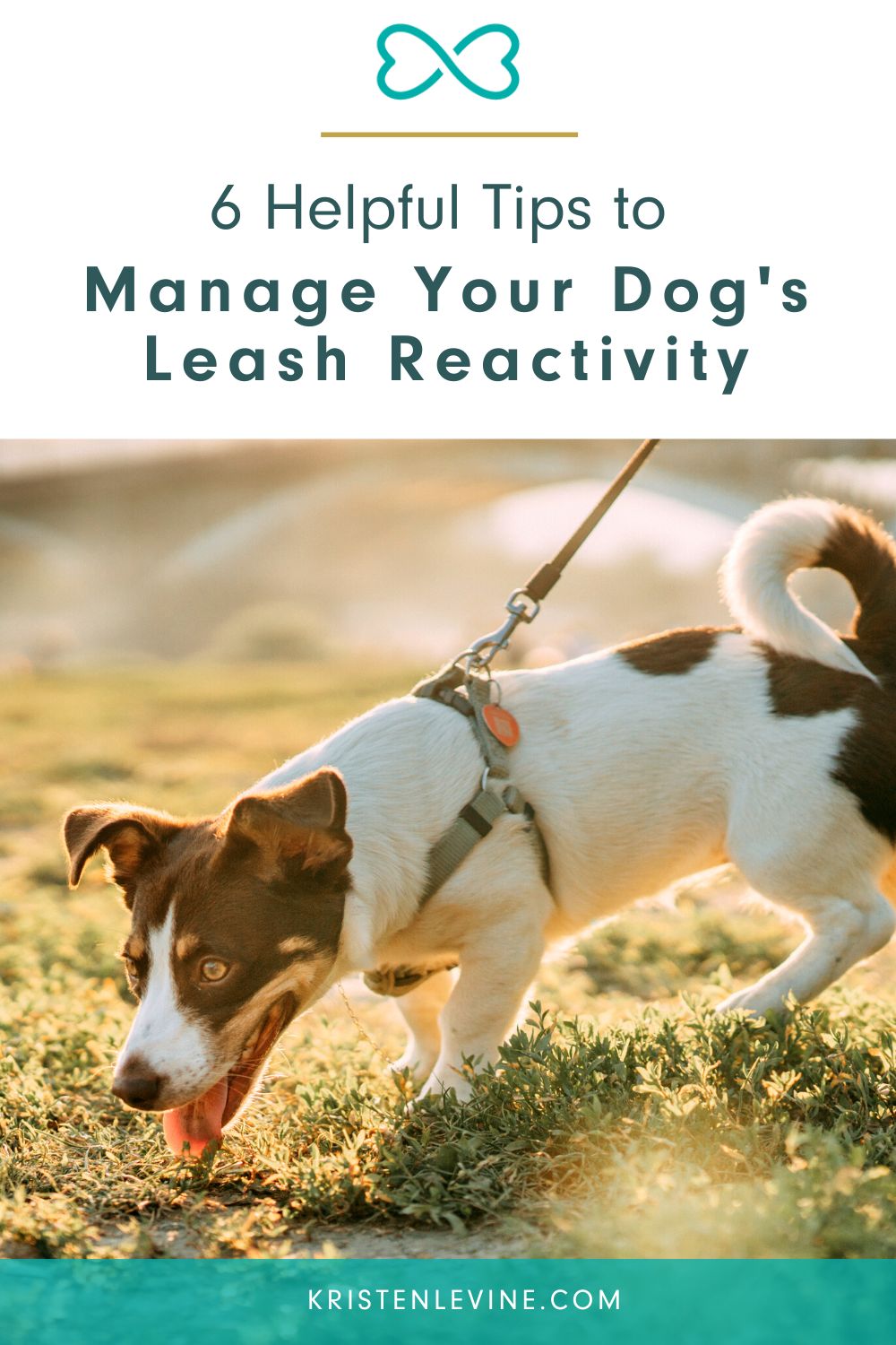 6 Helpful Tips to Manage Your Dog's Leash Reactivity