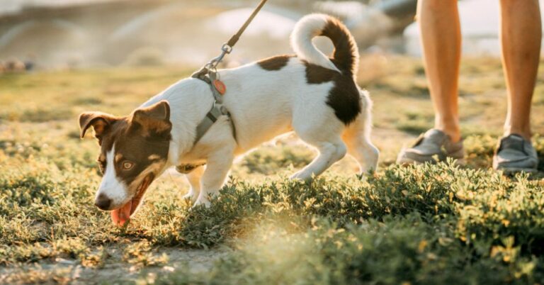 6 Helpful Tips to Manage Your Dog's Leash Reactivity