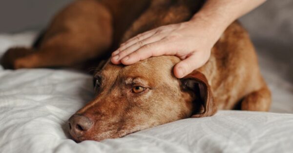 How to Comfort a Dog With Pancreatitis