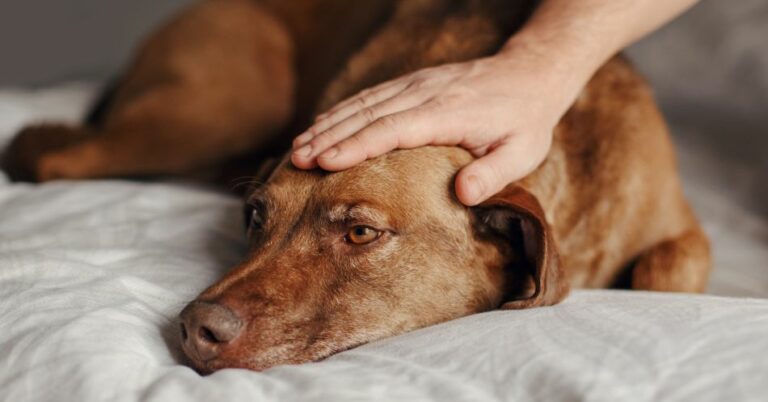 How to Comfort a Dog With Pancreatitis