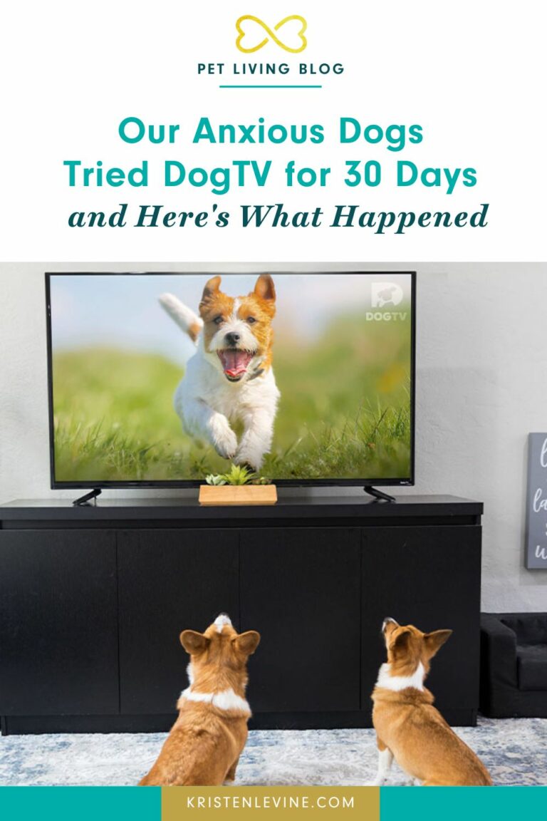 Our Anxious Dogs Tried DOGTV for 30 Days and Here's What Happened