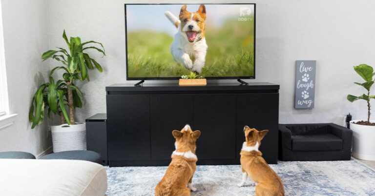 Our Anxious Dogs Tried DOGTV for 30 Days and Here's What Happened
