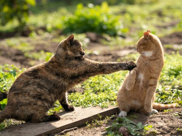 How to Identify and Solve Your Cat's Separation Anxiety