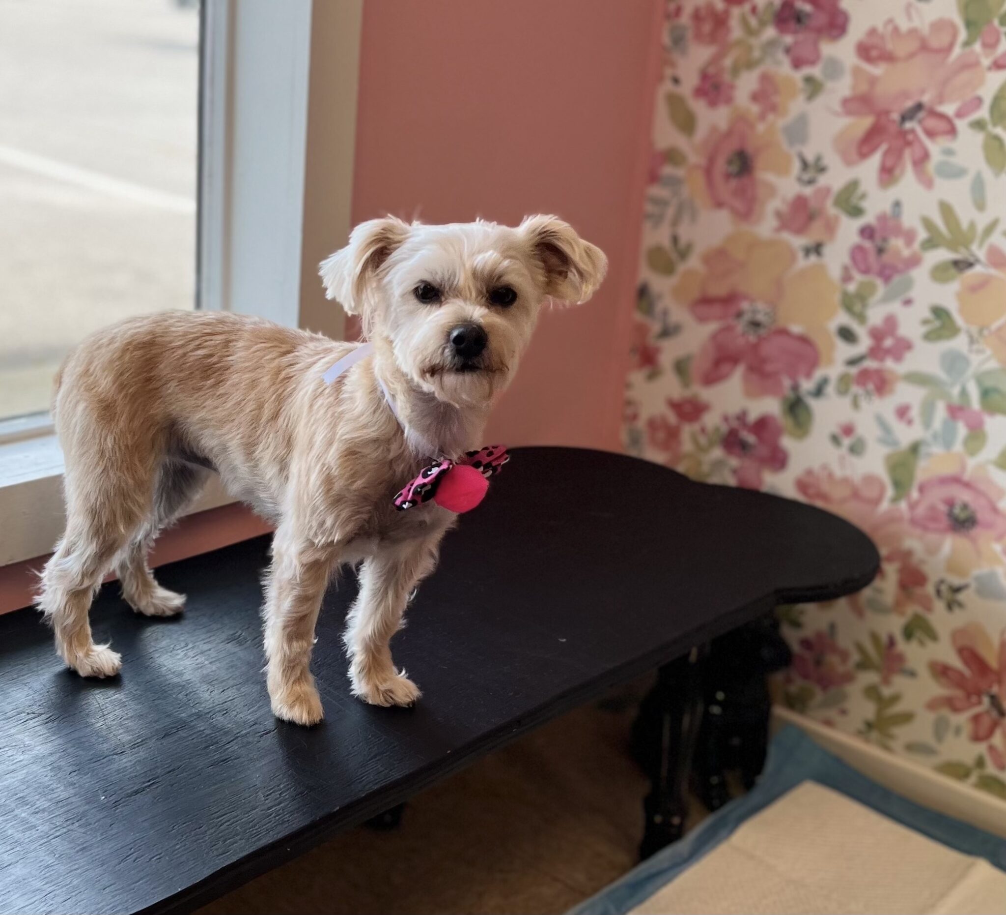 Grooming Anxiety: Help Your Dog Conquer Fear of Nail Trims and More