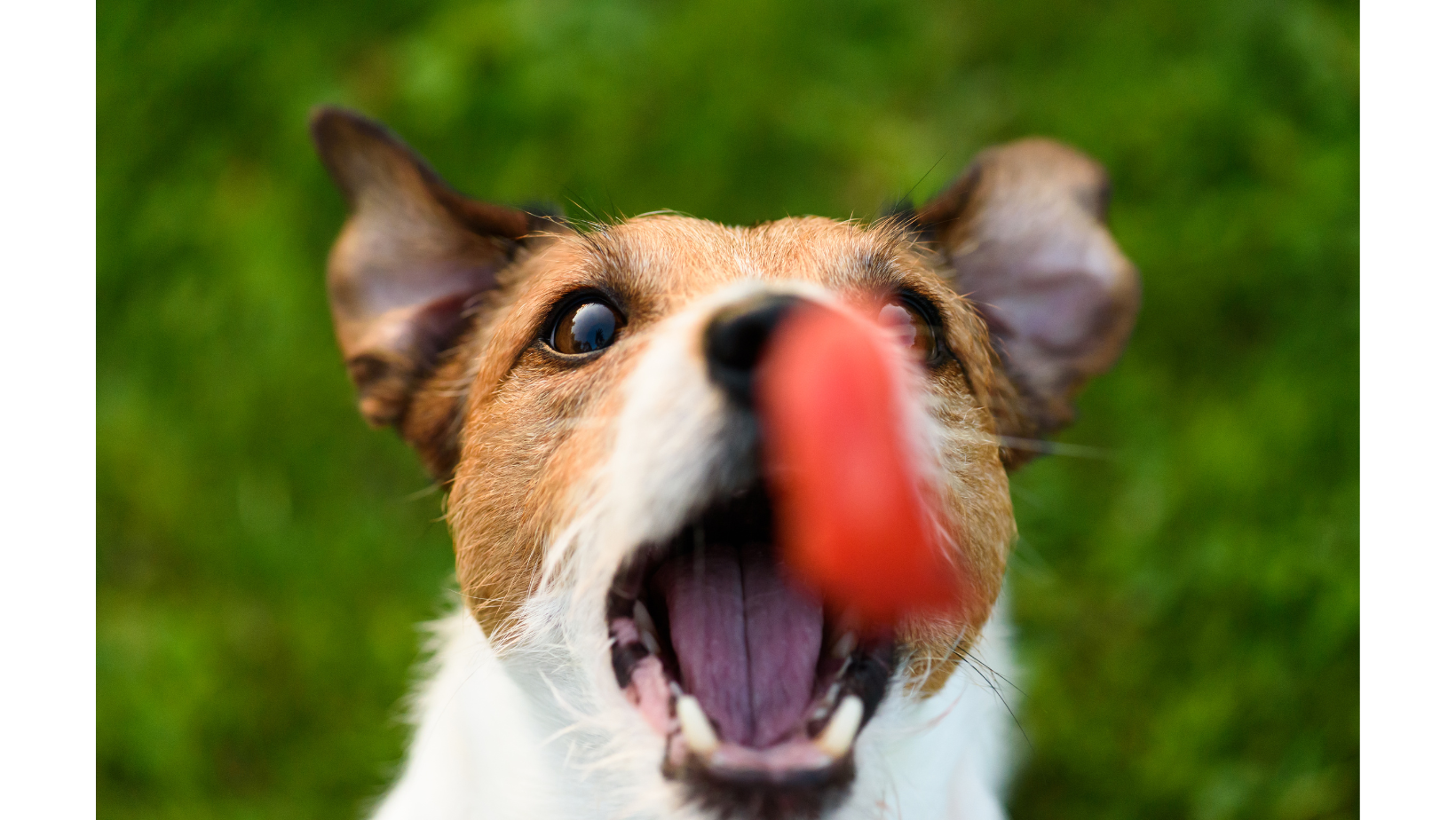Can Dogs Eat Watermelon? | Pet Living with Kirsten Levine