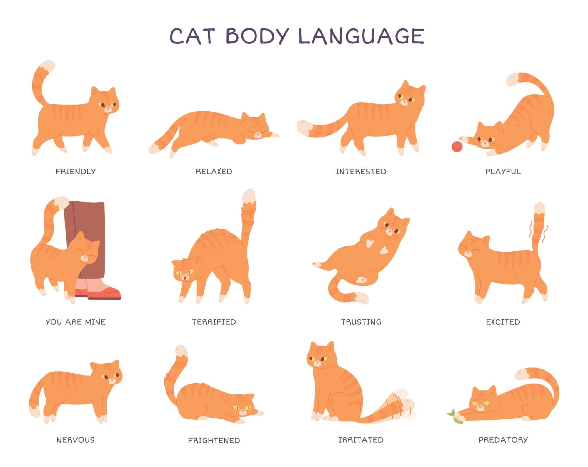 How to Read Your Cat's Body Language | Pet Living