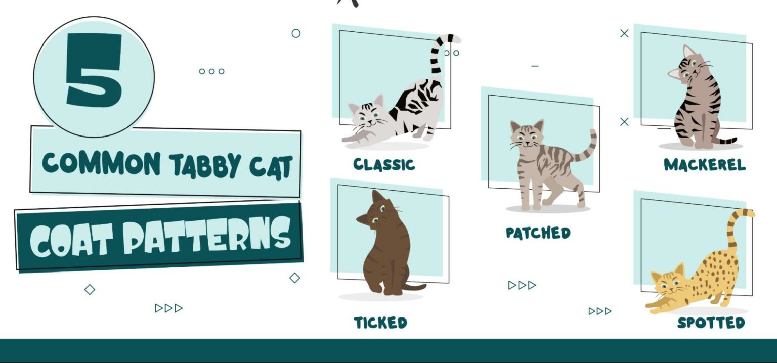 What Is a Tabby Cat? | Pet Living