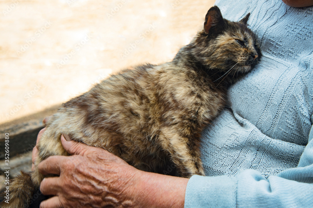How Long Are Cats Pregnant? | Pet Living with Kristen Levine