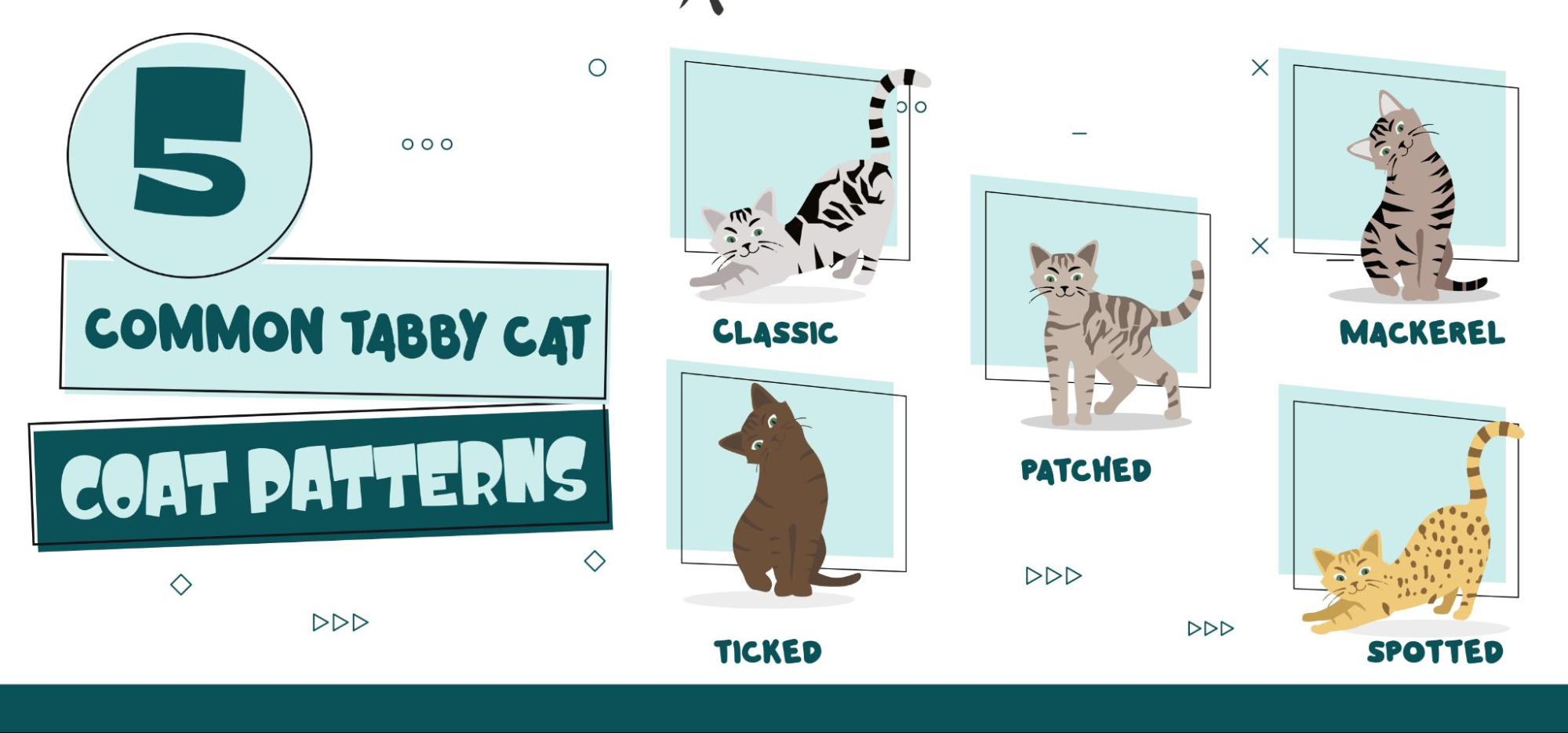 What Is a Tabby Cat? | Pet Living