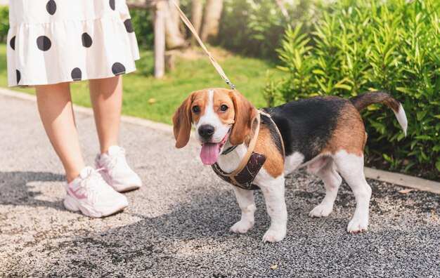 Dog Behavior | Pet Living with Kristen Levine