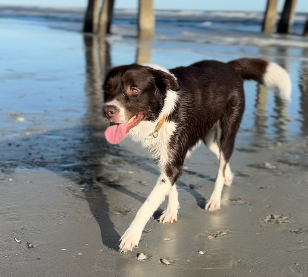 5 Reasons Why Your Dog is Panting So Much and When to Be Concerned