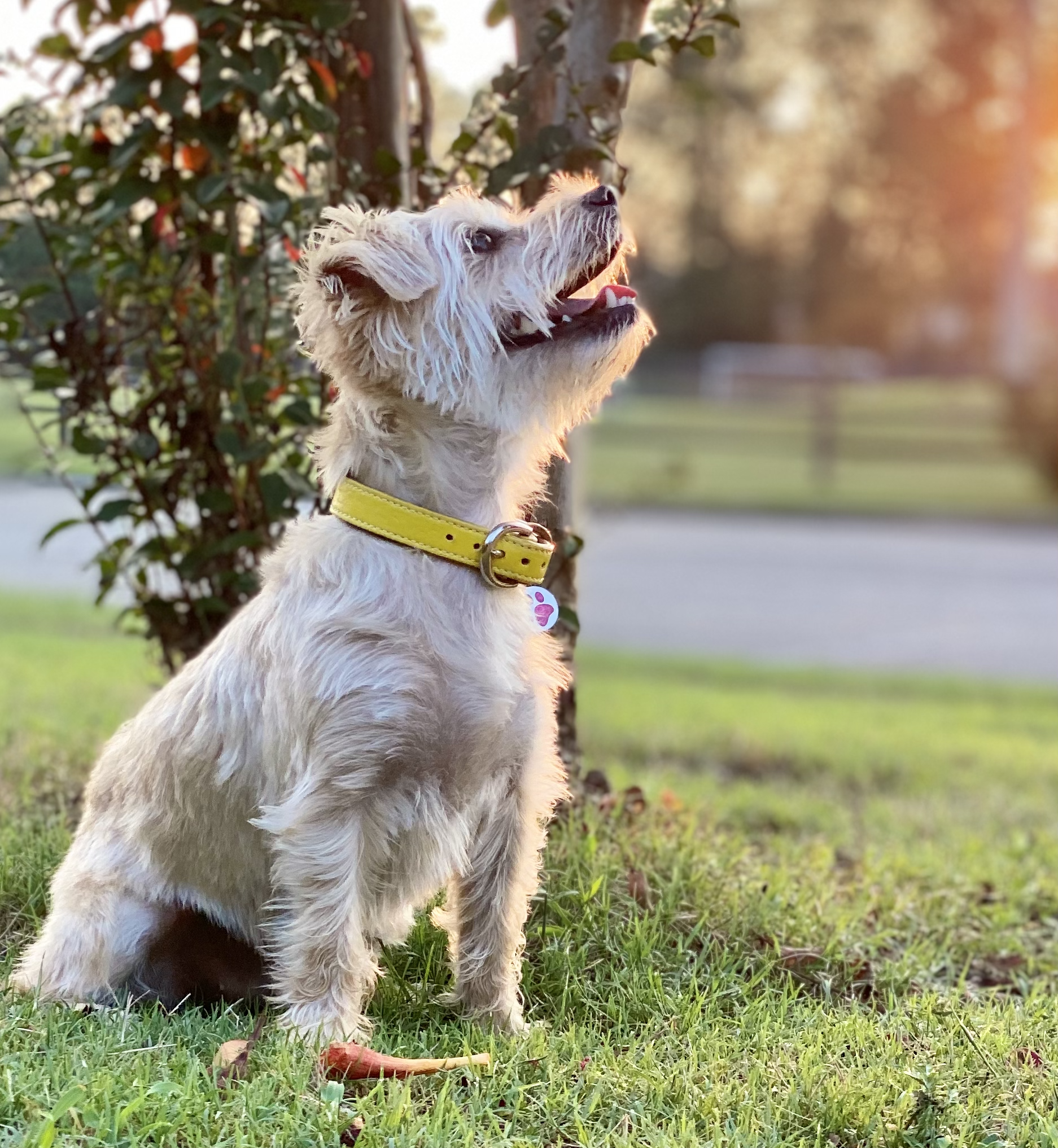 One Dog's Review of Acana Freeze Dried Dog Food