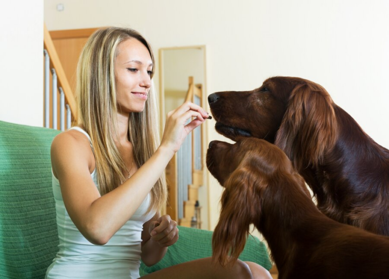 Probiotics for Dogs | Pet Living with Kristen Levine