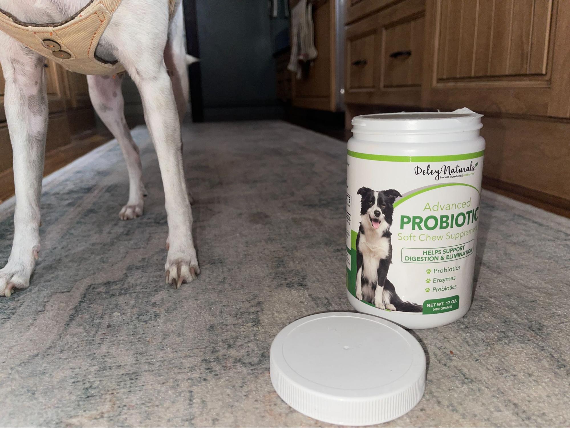 Probiotics for Dogs | Pet Living with Kristen Levine